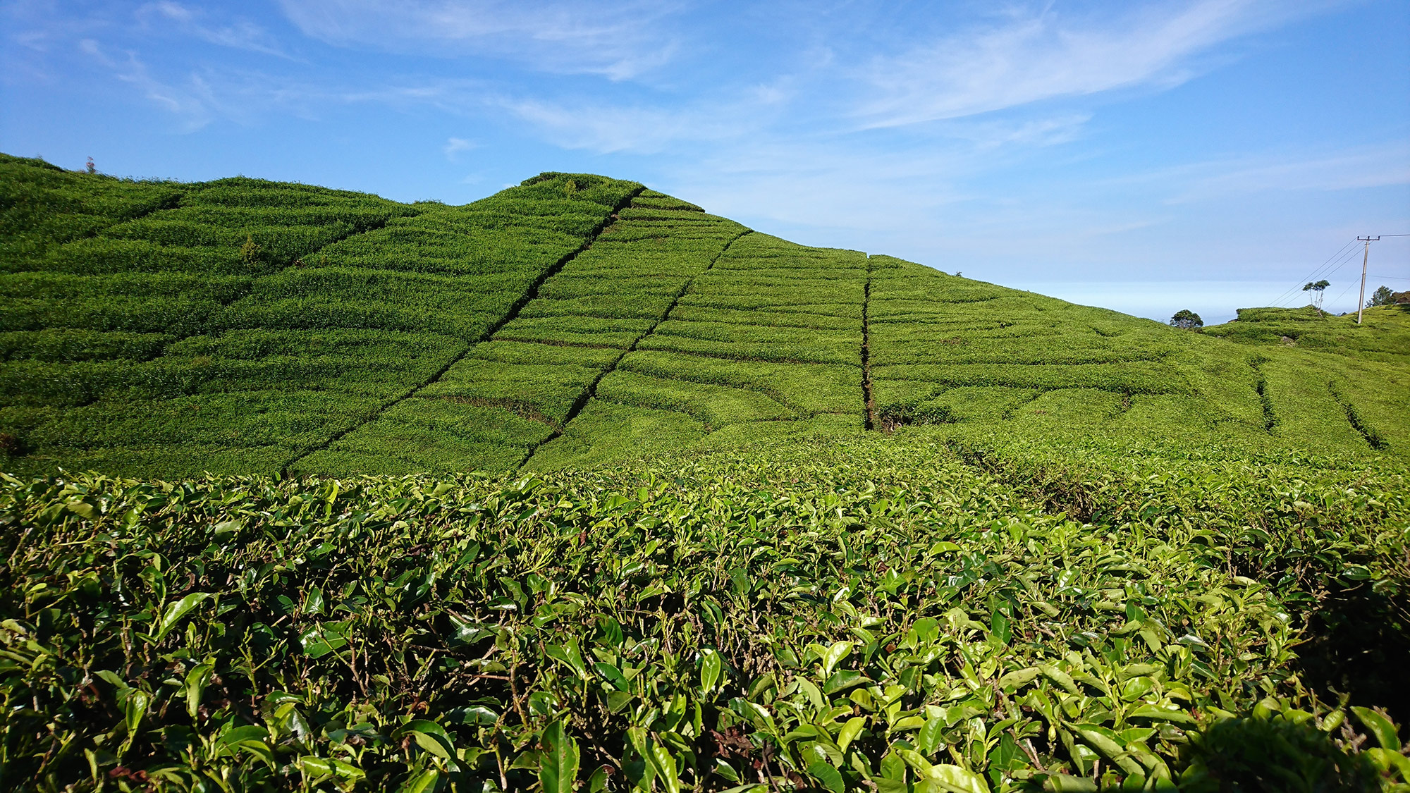 Tea Tourism in Indonesia: Must-Visit Plantations for Tea Lovers